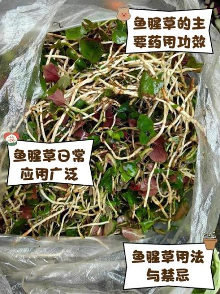 鱼腥草致癌是真的吗_鱼腥草还能不能吃-第1张图片-山城妙识 鱼腥草致癌是真的吗_鱼腥草还能不能吃-第1张图片-山城妙识