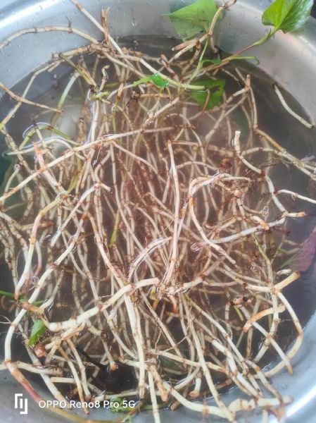 鱼腥草致癌是真的吗_鱼腥草还能不能吃-第3张图片-山城妙识 鱼腥草致癌是真的吗_鱼腥草还能不能吃-第3张图片-山城妙识