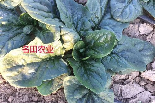 菠菜姐妹是谁_菠菜姐妹作品有哪些-第1张图片-山城妙识 菠菜姐妹是谁_菠菜姐妹作品有哪些-第1张图片-山城妙识