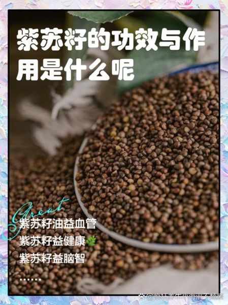 苏籽的功效与作用_苏籽怎么吃效果最好-第1张图片-山城妙识 苏籽的功效与作用_苏籽怎么吃效果最好-第1张图片-山城妙识