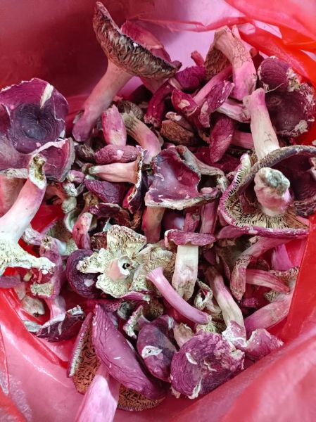 红蘑菇可以吃吗_野生红蘑菇毒性鉴别-第3张图片-山城妙识