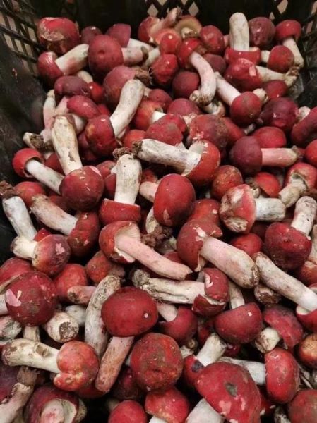 红蘑菇可以吃吗_野生红蘑菇毒性鉴别-第2张图片-山城妙识