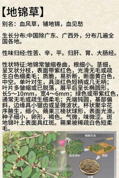 地锦草别名有哪些_地锦草与斑地锦区别-第1张图片-山城妙识 地锦草别名有哪些_地锦草与斑地锦区别-第1张图片-山城妙识