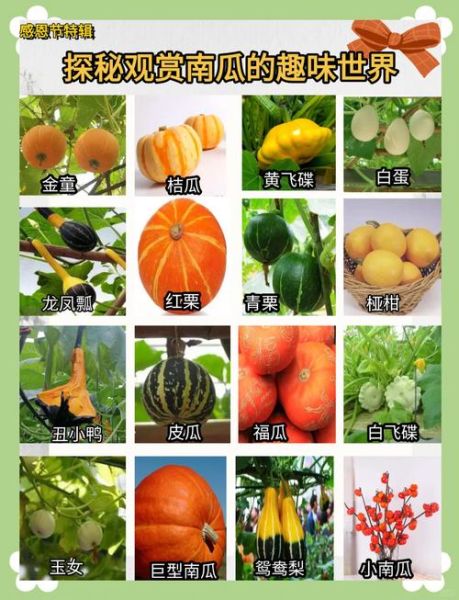 南瓜品种大全_哪种南瓜最好吃-第3张图片-山城妙识