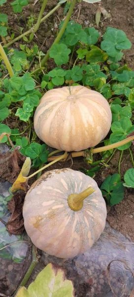 南瓜品种大全_哪种南瓜最好吃-第2张图片-山城妙识