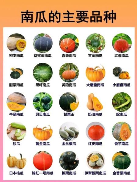 南瓜品种大全_哪种南瓜最好吃-第1张图片-山城妙识