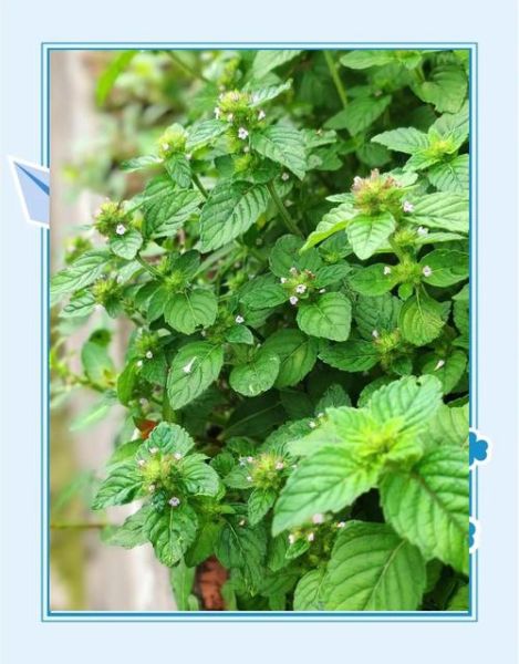 凉粉草是薄荷吗_两者区别与功效对比-第2张图片-山城妙识 凉粉草是薄荷吗_两者区别与功效对比-第2张图片-山城妙识