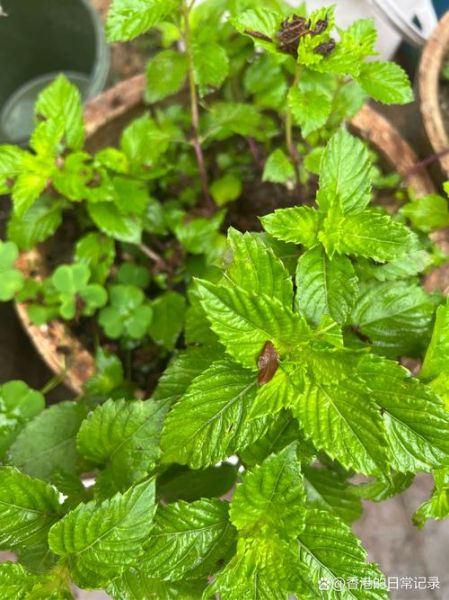 凉粉草是薄荷吗_两者区别与功效对比-第3张图片-山城妙识 凉粉草是薄荷吗_两者区别与功效对比-第3张图片-山城妙识