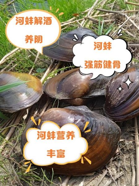 河蚌的营养价值_河蚌吃了有什么好处-第1张图片-山城妙识