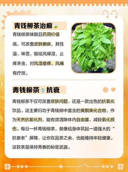 青钱柳茶降血糖真的有用吗_青钱柳茶适合什么人喝-第1张图片-山城妙识 青钱柳茶降血糖真的有用吗_青钱柳茶适合什么人喝-第1张图片-山城妙识