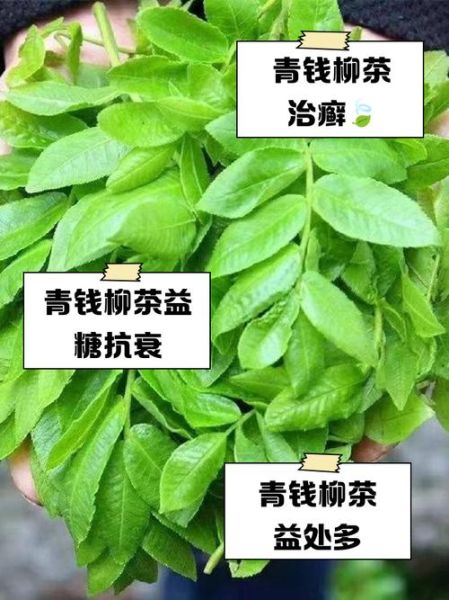青钱柳茶降血糖真的有用吗_青钱柳茶适合什么人喝-第3张图片-山城妙识 青钱柳茶降血糖真的有用吗_青钱柳茶适合什么人喝-第3张图片-山城妙识