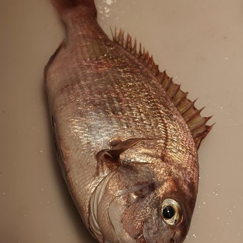 清蒸海腊鱼怎么做_海腊鱼蒸多久才入味-第2张图片-山城妙识