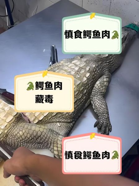 鳄鱼肉怎么做_鳄鱼肉怎么做好吃-第3张图片-山城妙识 鳄鱼肉怎么做_鳄鱼肉怎么做好吃-第3张图片-山城妙识