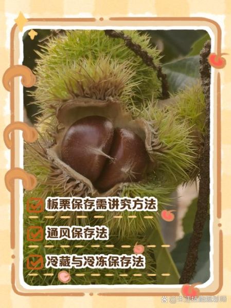 板栗怎么保存不会坏_新鲜板栗能放多久-第3张图片-山城妙识 板栗怎么保存不会坏_新鲜板栗能放多久-第3张图片-山城妙识