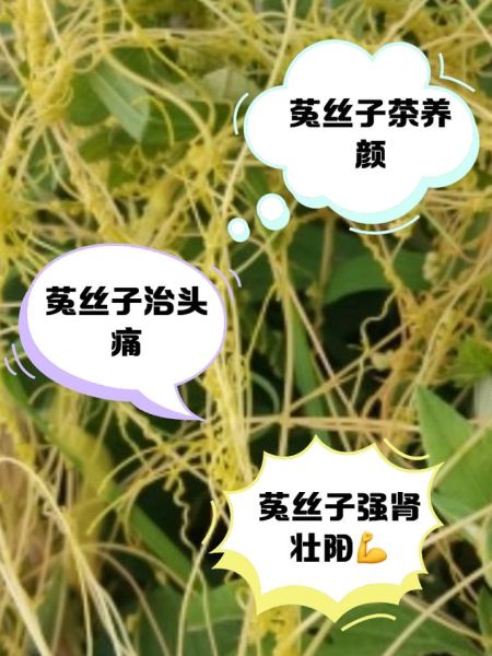 菟丝子能提高性功能吗_菟丝子怎么吃效果最好-第3张图片-山城妙识 菟丝子能提高性功能吗_菟丝子怎么吃效果最好-第3张图片-山城妙识