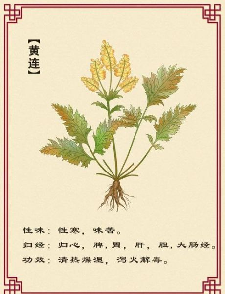 黄连的功效与作用_黄连的禁忌有哪些-第1张图片-山城妙识