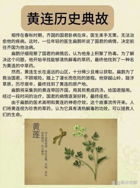 黄连的功效与作用_黄连的禁忌有哪些-第2张图片-山城妙识