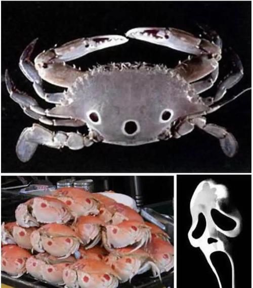 三眼蟹为什么便宜_三眼蟹和梭子蟹价格差多少-第2张图片-山城妙识 三眼蟹为什么便宜_三眼蟹和梭子蟹价格差多少-第2张图片-山城妙识