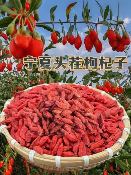 枸杞头茬是什么_枸杞头茬和夏果区别-第1张图片-山城妙识