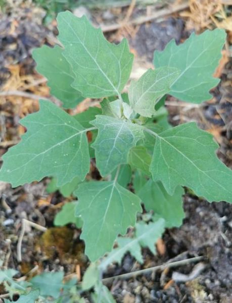 凉拌灰灰菜怎么做_灰灰菜焯水几分钟-第3张图片-山城妙识 凉拌灰灰菜怎么做_灰灰菜焯水几分钟-第3张图片-山城妙识