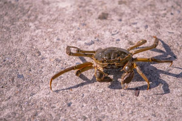 螃蟹图片大全大图_高清壁纸哪里找-第3张图片-山城妙识 螃蟹图片大全大图_高清壁纸哪里找-第3张图片-山城妙识