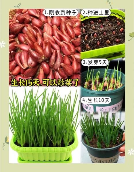 葱什么时候种最合适_葱的种植方法步骤-第2张图片-山城妙识