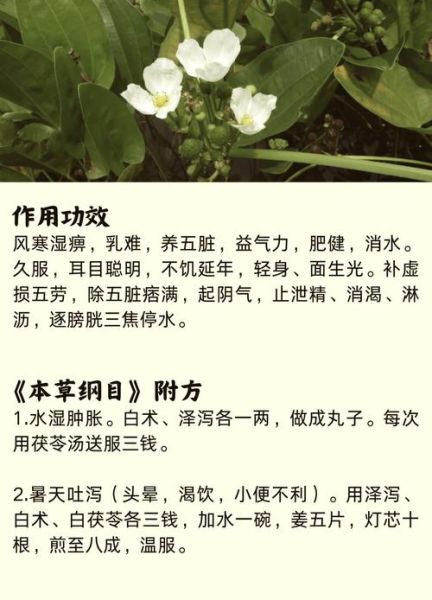 泽泻的功效与作用及主治_泽泻怎么吃效果最好-第3张图片-山城妙识