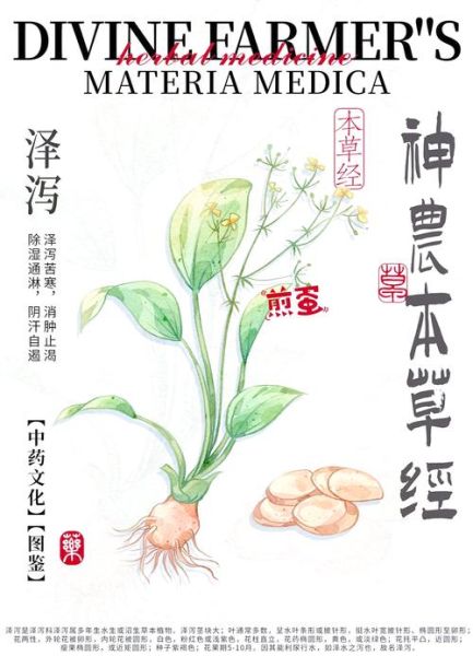 泽泻的功效与作用及主治_泽泻怎么吃效果最好-第2张图片-山城妙识