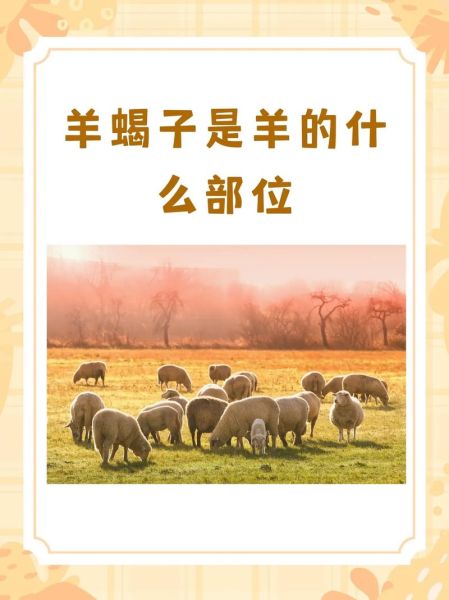 羊蝎子是什么动物_羊蝎子属于什么部位-第2张图片-山城妙识