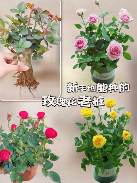 玫瑰花有哪些品种_如何养护玫瑰花-第3张图片-山城妙识