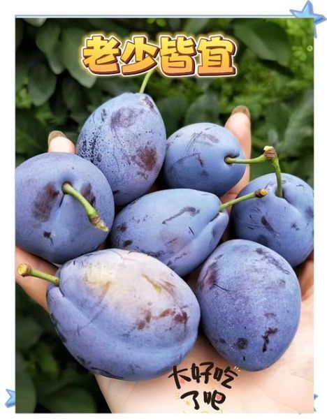 西梅热量高吗_西梅吃了易长胖吗-第3张图片-山城妙识 西梅热量高吗_西梅吃了易长胖吗-第3张图片-山城妙识