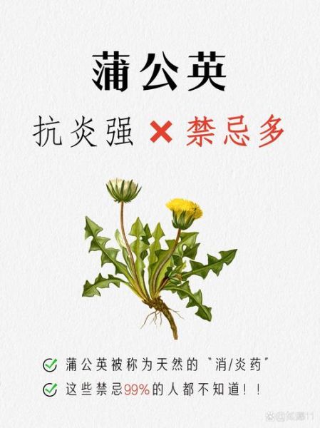 蒲公英的功效与作用_蒲公英的禁忌有哪些-第3张图片-山城妙识