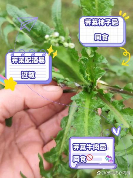 吃荠菜中毒症状_荠菜中毒多久发作-第1张图片-山城妙识