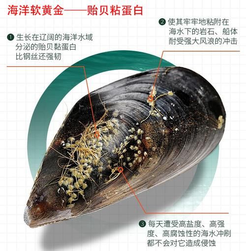 贻贝粘蛋白骗局是真的吗_如何辨别虚假宣传-第3张图片-山城妙识