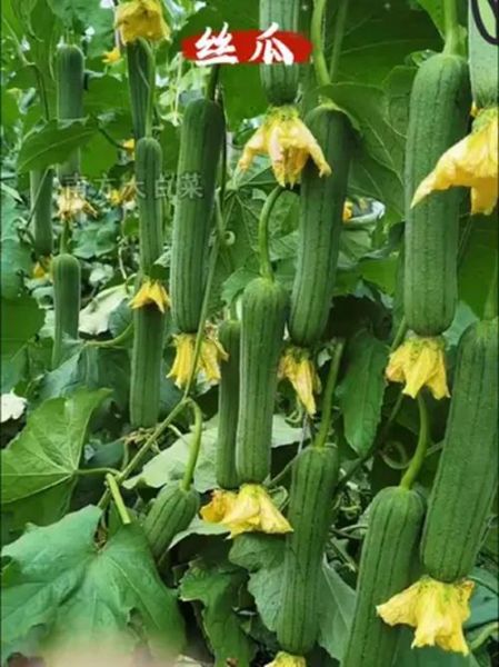 肉丝瓜和丝瓜的区别_哪个更营养-第3张图片-山城妙识 肉丝瓜和丝瓜的区别_哪个更营养-第3张图片-山城妙识