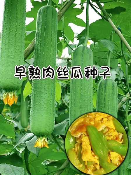 肉丝瓜和丝瓜的区别_哪个更营养-第2张图片-山城妙识 肉丝瓜和丝瓜的区别_哪个更营养-第2张图片-山城妙识