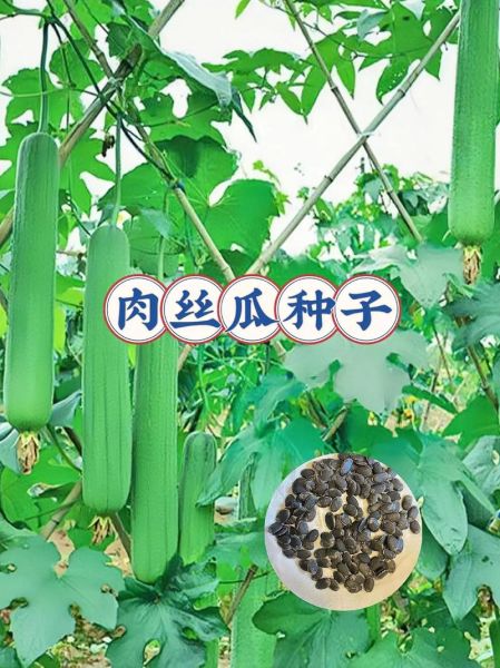 肉丝瓜和丝瓜的区别_哪个更营养-第1张图片-山城妙识 肉丝瓜和丝瓜的区别_哪个更营养-第1张图片-山城妙识