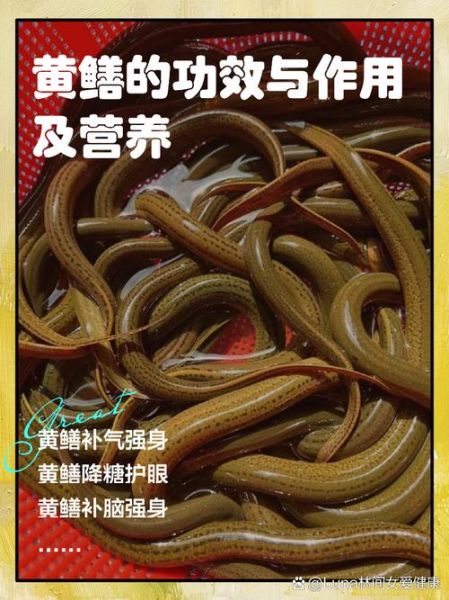 黄鳝的营养价值高吗_吃黄鳝有哪些好处-第1张图片-山城妙识