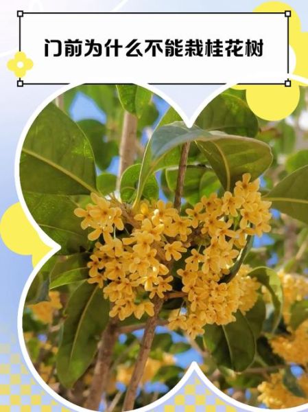 桂花树下有鬼是真的吗_民间禁忌来源-第2张图片-山城妙识