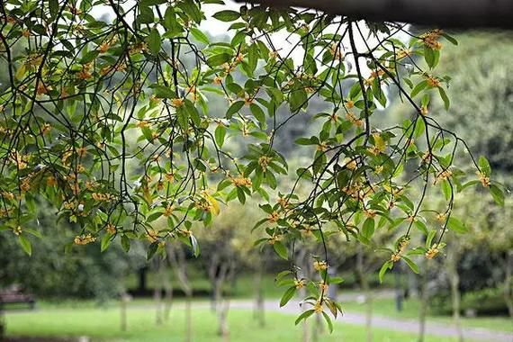 桂花树下有鬼是真的吗_民间禁忌来源-第3张图片-山城妙识