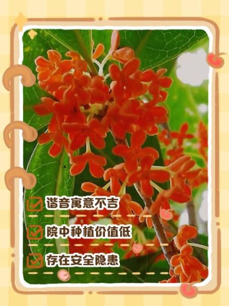 桂花树下有鬼是真的吗_民间禁忌来源-第1张图片-山城妙识