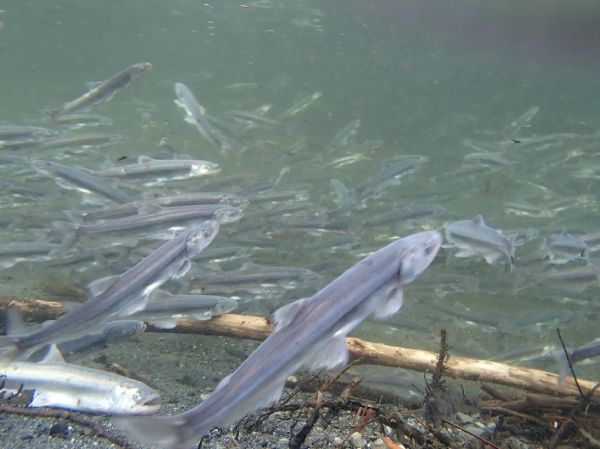 胡瓜鱼怎么做好吃_胡瓜鱼营养价值高吗-第2张图片-山城妙识