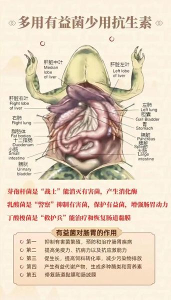 牛蛙养殖技术要点_牛蛙养殖常见问题-第1张图片-山城妙识 牛蛙养殖技术要点_牛蛙养殖常见问题-第1张图片-山城妙识