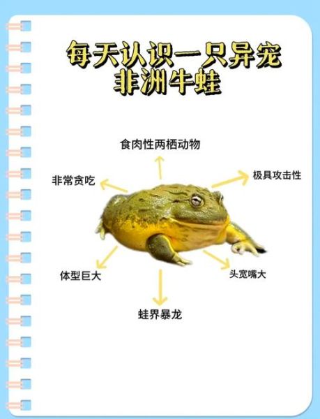 牛蛙养殖技术要点_牛蛙养殖常见问题-第2张图片-山城妙识 牛蛙养殖技术要点_牛蛙养殖常见问题-第2张图片-山城妙识