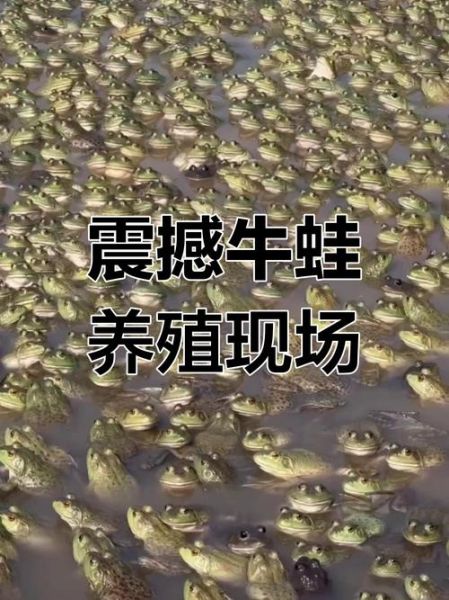 牛蛙养殖技术要点_牛蛙养殖常见问题-第3张图片-山城妙识 牛蛙养殖技术要点_牛蛙养殖常见问题-第3张图片-山城妙识