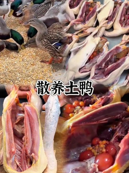 鸭子怎么做好吃_家常鸭子的10种做法-第1张图片-山城妙识