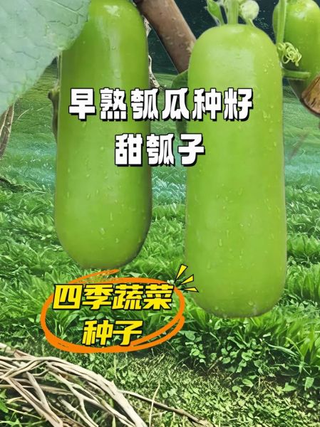 瓠子中间的籽要去掉吗_瓠子籽能吃吗-第3张图片-山城妙识 瓠子中间的籽要去掉吗_瓠子籽能吃吗-第3张图片-山城妙识