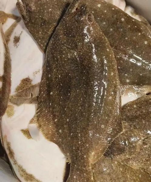 鸦片鱼多少钱一斤_鸦片鱼最新价格行情-第2张图片-山城妙识