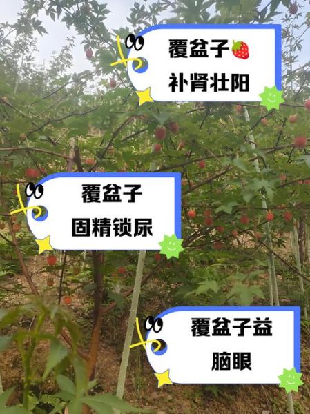 覆盆子怎么种植_覆盆子的功效与作用-第2张图片-山城妙识