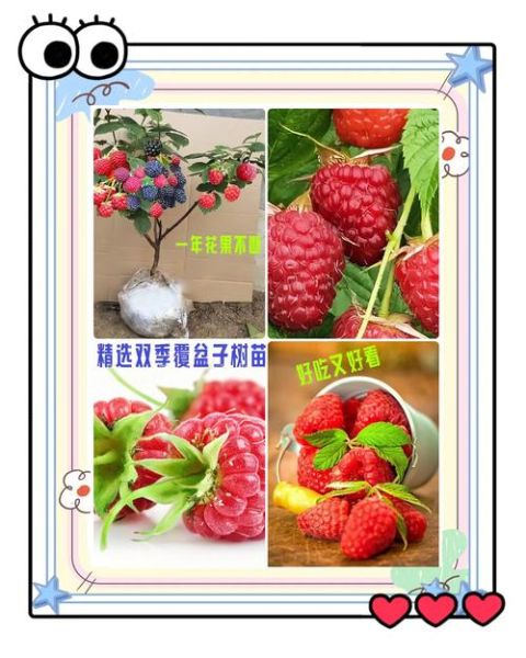 覆盆子怎么种植_覆盆子的功效与作用-第3张图片-山城妙识